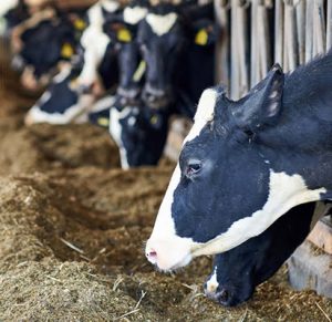 Rumiplus Dried Lucerne – Fibre Feed for Dairy Cows and Ruminants